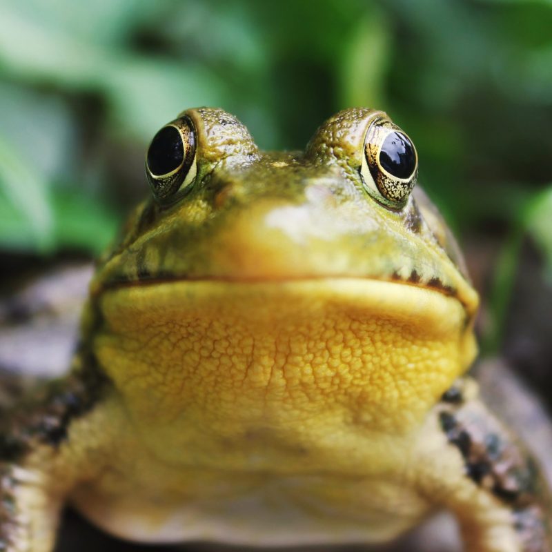 Eating the Frog* - ADDA - Attention Deficit Disorder Association